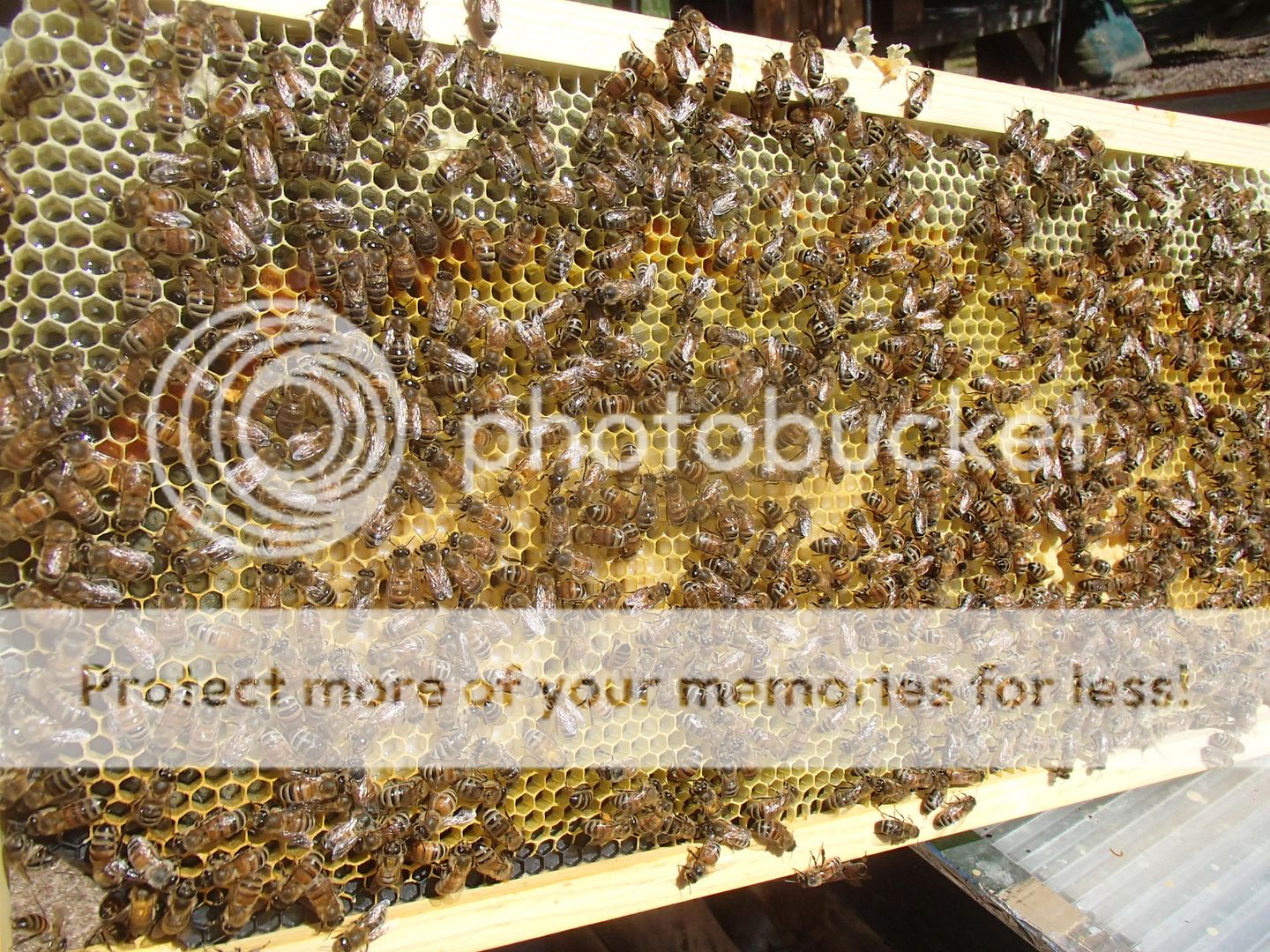 Treatment free, is it really that easy | Beesource Beekeeping Forums